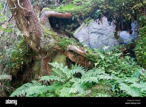 Tree Growing Out Rock Hi Res Stock Photography And Images Alamy