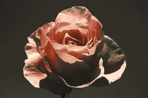 صور ورود لون احمر روز خلفيات ورد روز Vintage Rose Wallpapers 2025