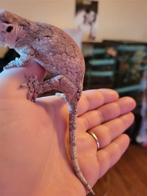 Show Off Your Gargoyles 🦎 Page 4 Gargoyle Geckos Morphmarket