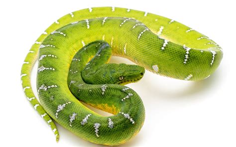 Emerald Tree Python