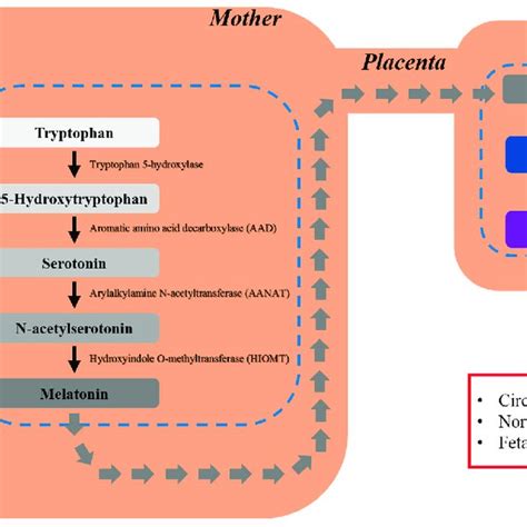 Maternal Melatonin Crosses The Placental Barrier To Entrain The Fetal Download Scientific