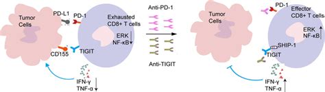 Schematic Diagram Of Cd155tigit Binding To Regulate Cd8⁺ T Cell