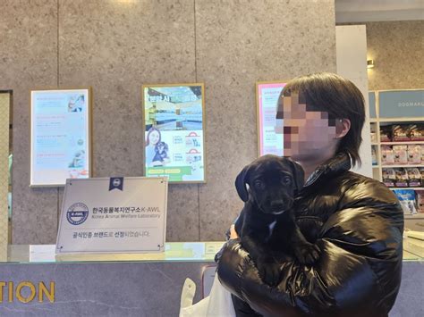 래브리도리트리버 믹스 링코 화이트유기묘분양사이트 실버포메라니안분양 실버말티푸분양 실버푸들분양 실버먼치킨분양 실버랙돌분양 실버브리티쉬숏헤어분양 실버스코티쉬폴드분양 실버러시안