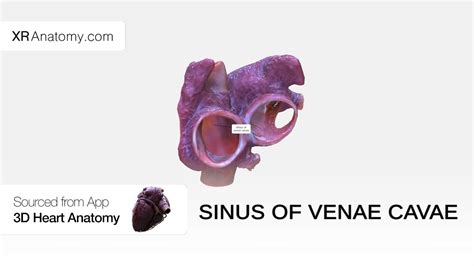 Sinus Of Venae Cavae Sinus Venarum Anatomia Smxu