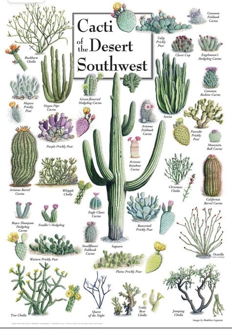 Top 10 Desert Plants Names And Pictures