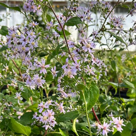 Aster Cordifolius Symphyotrichum Cordifolium Heart Leaved Aster 18ct