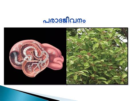 Powerpoint Presentation Pptx