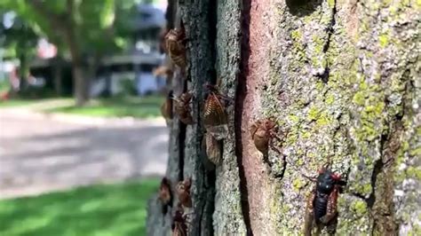 A Mind Controlling Fungus Is Turning Cicadas Across Illinois Into
