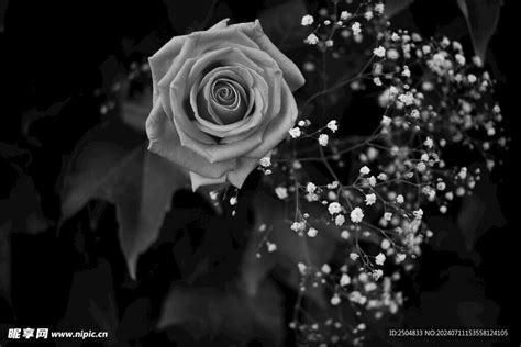 满天星摄影图田园风光自然景观摄影图库昵图网