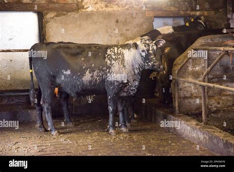 Domestic Cattle Crossbred Dairy Cow With Severe Ringworm Infection
