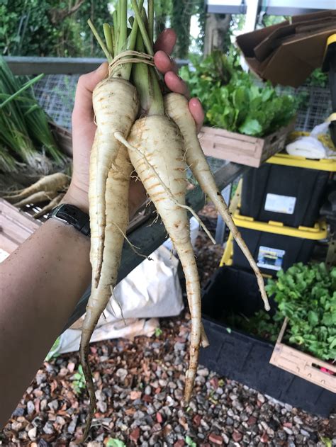 Phytophotodermatitis Plants That Cause It And Home Remedies Cottage Farmstead