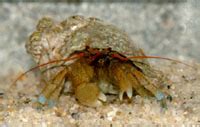 Crustacea