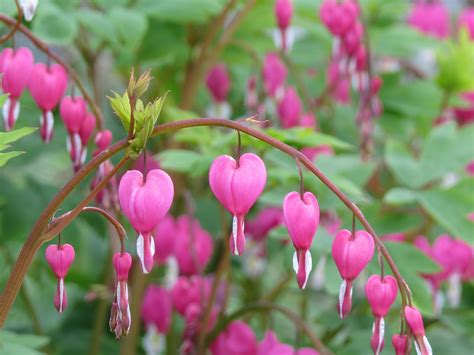 Bleeding Heart Plant Varieties Plant Ideas