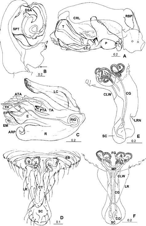 Figure 1 From A Review Of The Nearctic Linyphiid Spider Arcuphantes Fragilis Araneae