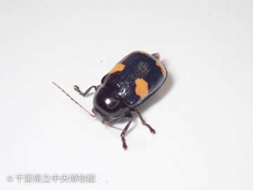 ヨツモンクロツツハムシ