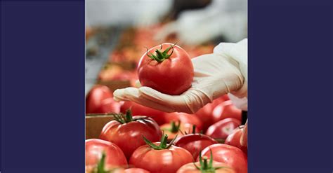 Understanding The Importance Of Quality Control In The Food Industry
