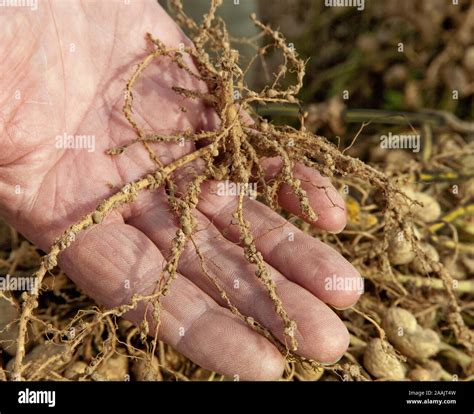 Farmers Hand Displaying Nitrogen Fixation Root Nodules Of The Peanut