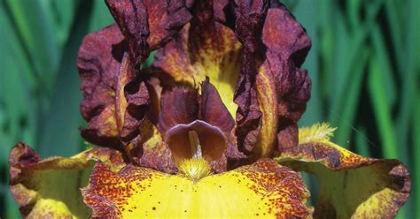 World Of Irises The Hans And Jacob Sass Medal 2017 Intermediate