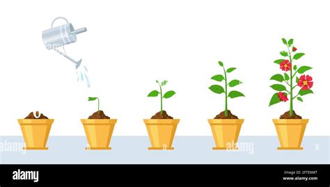 Planting A Flower Process March In The Garden Life Is A Garden