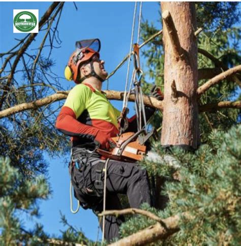 What Is The Disease Widespread Tree Killing Fungus Tamara Like Camera