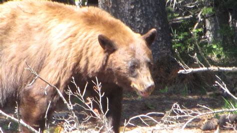 Bear In Camp Survival Guide And Prevention Pro Tips