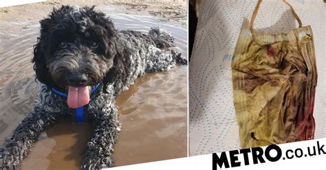 Cockapoo Nearly Died After Eating Face Mask Tied Around Bone Metro News