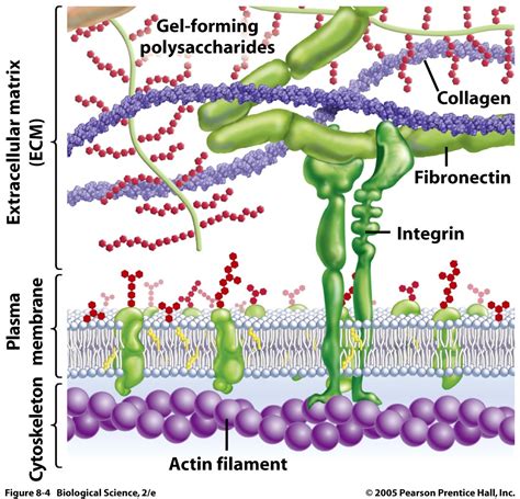 Extra Cellular Matrix Is Critical To Neuroplasticity