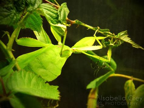 Just Another Static Heart Leaf Bugs And Spiders And Bees Oh My