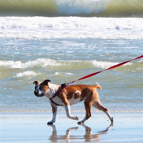 Pup Of The Month Pixie Puppy Poo Pickup