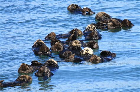 Southern Sea Otter Marine Mammal Commission