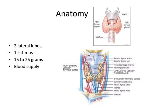 Follicular Thyroid Differential Diagnosis Ppt