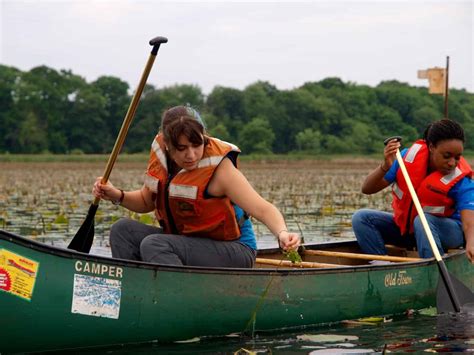 How To Improve Invasive Python Removal The Wildlife Society