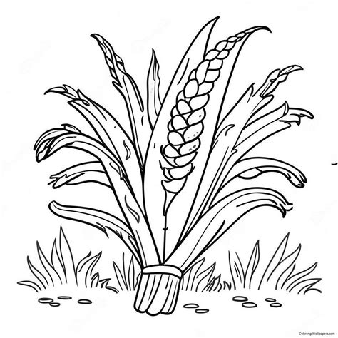 Cornstalk Coloring Page 34293 27111