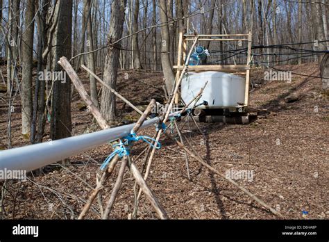 Maple Sap Being Tapped From Sugar Maple Trees And Sent Via Tubes To Evaporator To Be Made Into