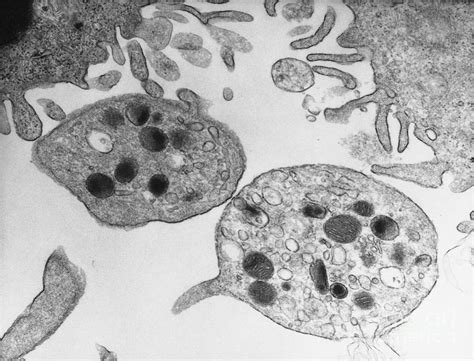 Platelets Tem Photograph By David M Phillips Fine Art America