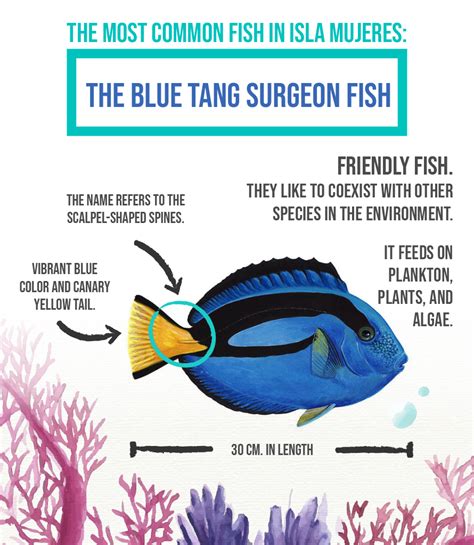 Fish You Can Watch While Snorkeling In The Reef