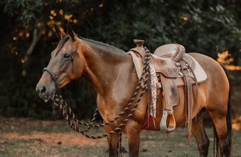 Blm Mustang Hub As A Dutch Girl Who Is Following This Page Just To Dream About All The Amazing