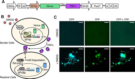 Sfhp‐directed Expression Of Bicistronic Sequence In Sender Cell For Download Scientific Diagram