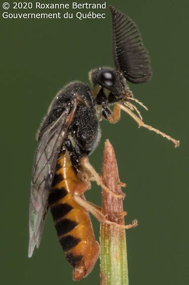 Neodiprion Lecontei Bugguide Net