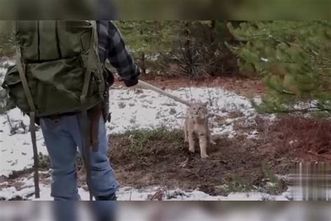 野外遇到被捕兽夹抓到猞猁，好心救助后，猞猁的举动令人意外猞猁救助好心
