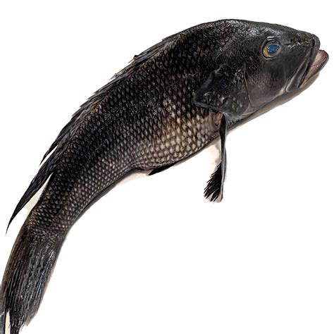 Fresh Wild Large Black Sea Bass • Harbor Fish Market