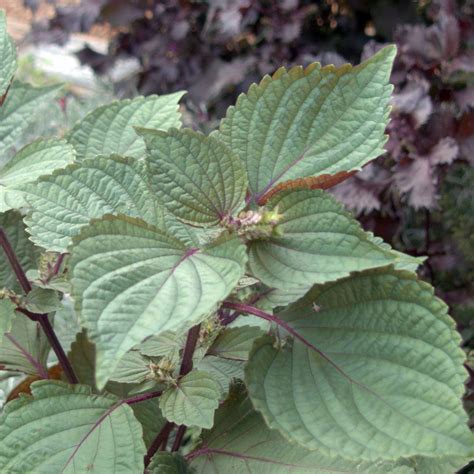 Perilla Frutescens