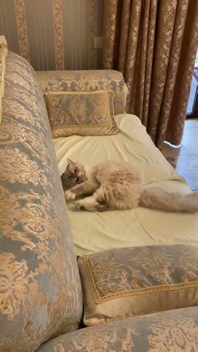 кошка рэгдолл животные Cat Catlover Ragdoll котик котики котята Plushdollru регдолл