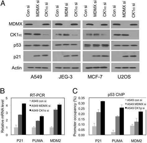 Secondary Interaction Between Mdmx And P53 Core Domain Inhibits P53 Dna Binding Pmc