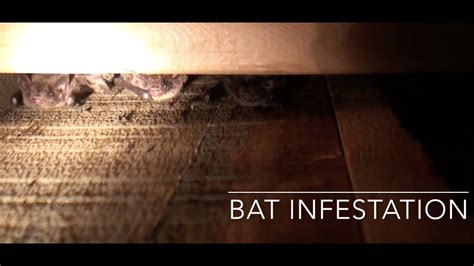 Bat Infestation