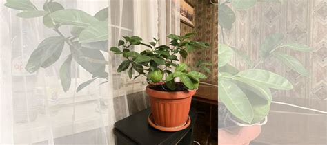 Лимонное дерево купить в Краснодаре Товары для дома и дачи Авито