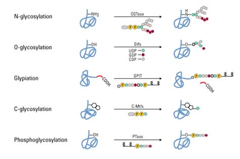 Post Translational Modifications The Science Notes