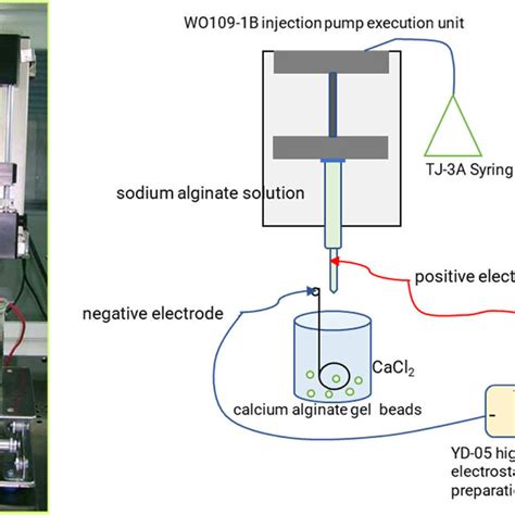 Principle And Schematic Of The Preparation Of Calcium Alginate Hydrogel