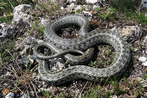 Bestellen Ringelnatter Natrix Natrix In Freier Wildbahn Bildagentur