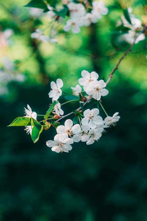 Wallpapers Wallpaper Cherry Blossom